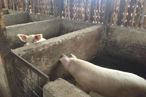 Gallery – Makalala